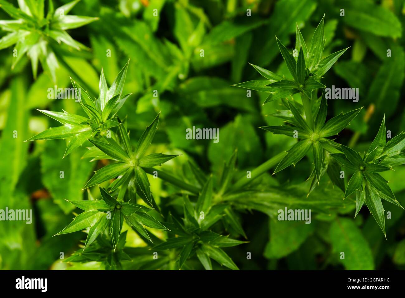 Small sharp leaves hi-res stock photography and images - Alamy