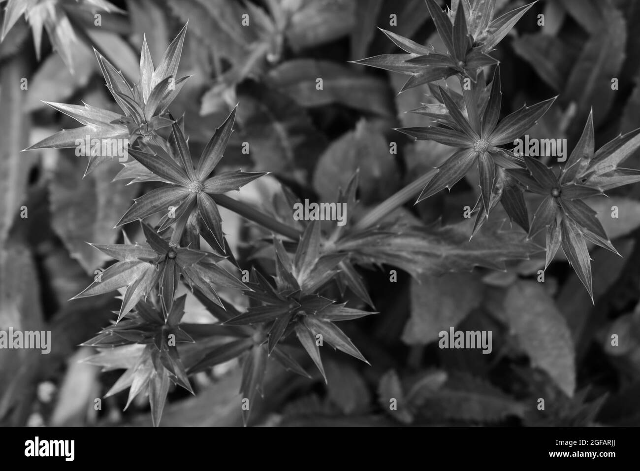 Plant with small leaves in grayscale Stock Photo - Alamy