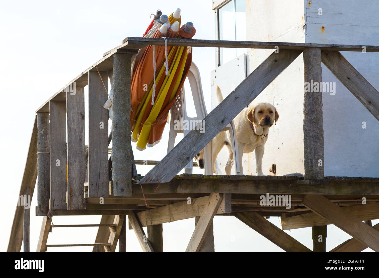 White dog up the lifeguard tower. Dog on the beach Stock Photo - Alamy