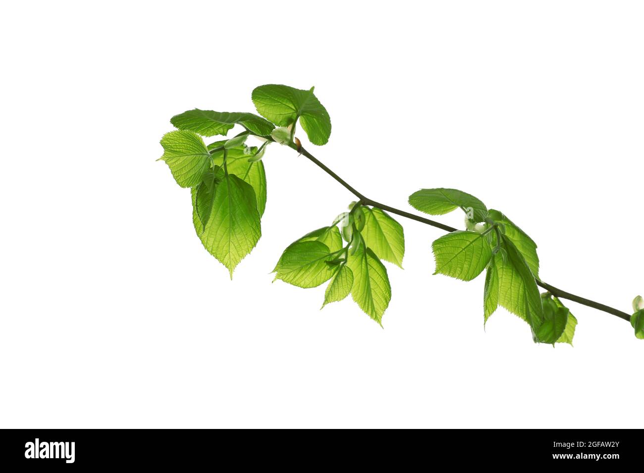 Green tree branch, isolated on white Stock Photo - Alamy