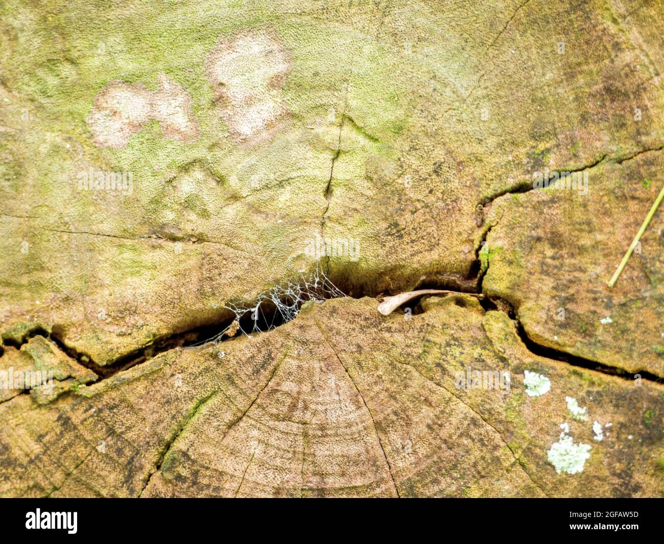Top view closeup shot of a log and a spider in it Stock Photo - Alamy