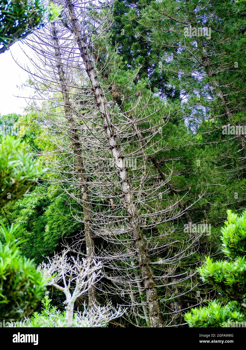 Low angle vertical shot of a tall tree growing in the forest Stock ...