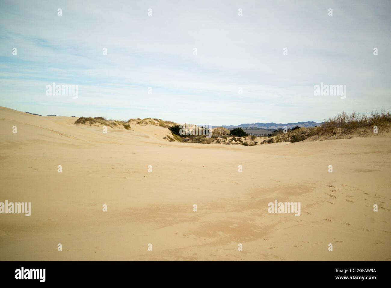 Billowing sand dunes with dune flora - mainly grasses, mountain in the ...