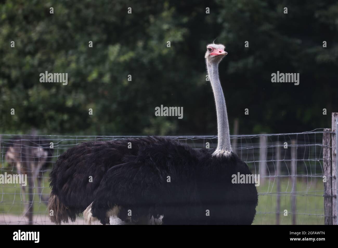 Big ostrich on an ostrich farm Stock Photo - Alamy