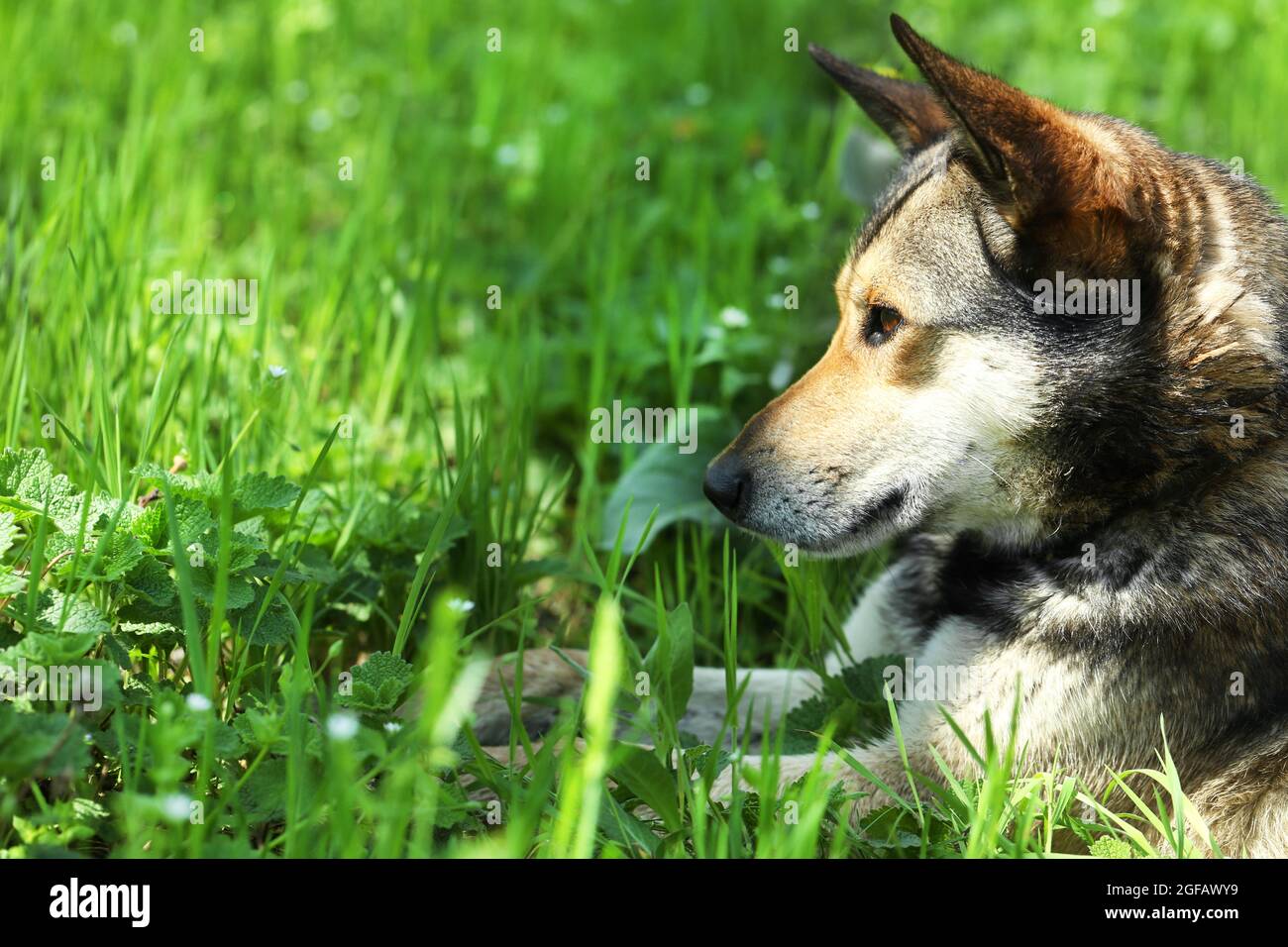 Dog in fresh green grass, close up Stock Photo - Alamy