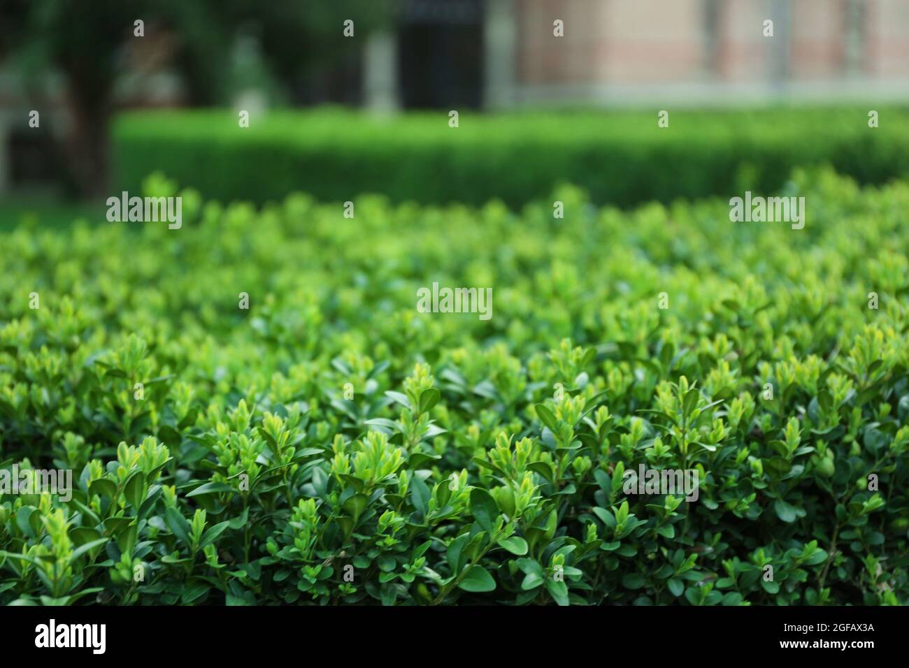Green lush bushes in spring Stock Photo - Alamy