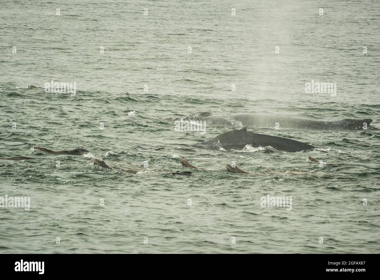 Two humpback whales, one breathing out and spurting water droplets from ...