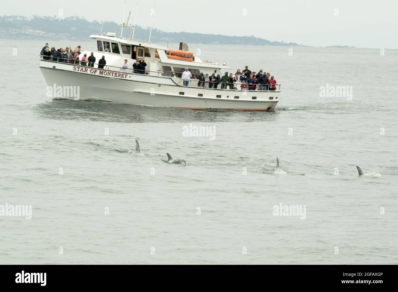 4 Risso's Dolphins swimming in front of white fibreglass whale watching ...