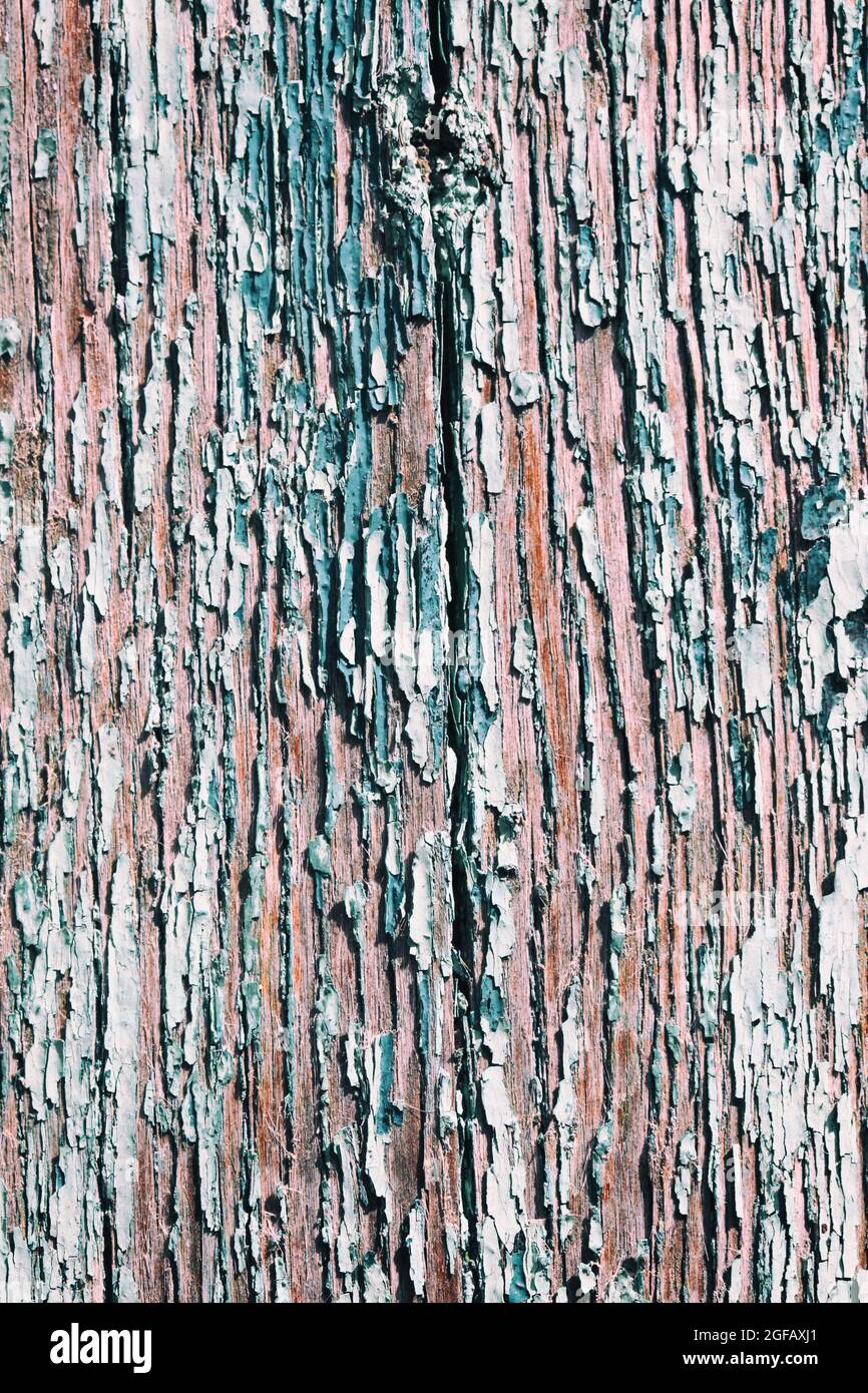 Wood tree texture background Stock Photo - Alamy