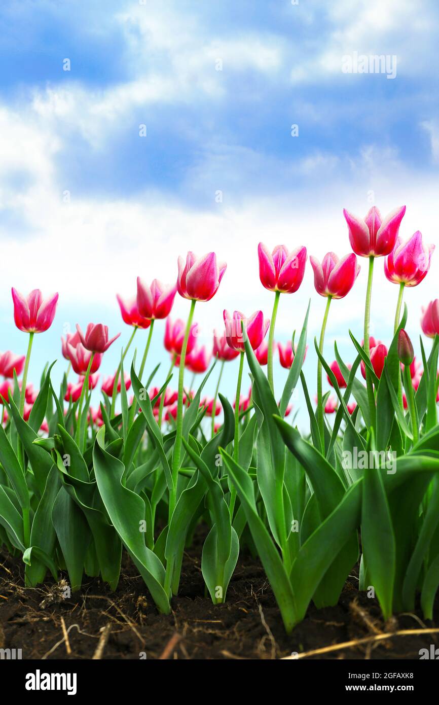 Beautiful colorful tulip fields Stock Photo - Alamy