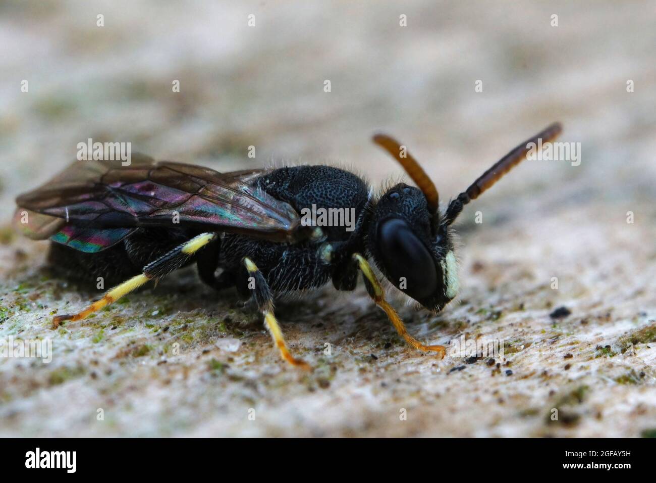 Detailed closeup on the al black and quite rare punctate spatulate ...
