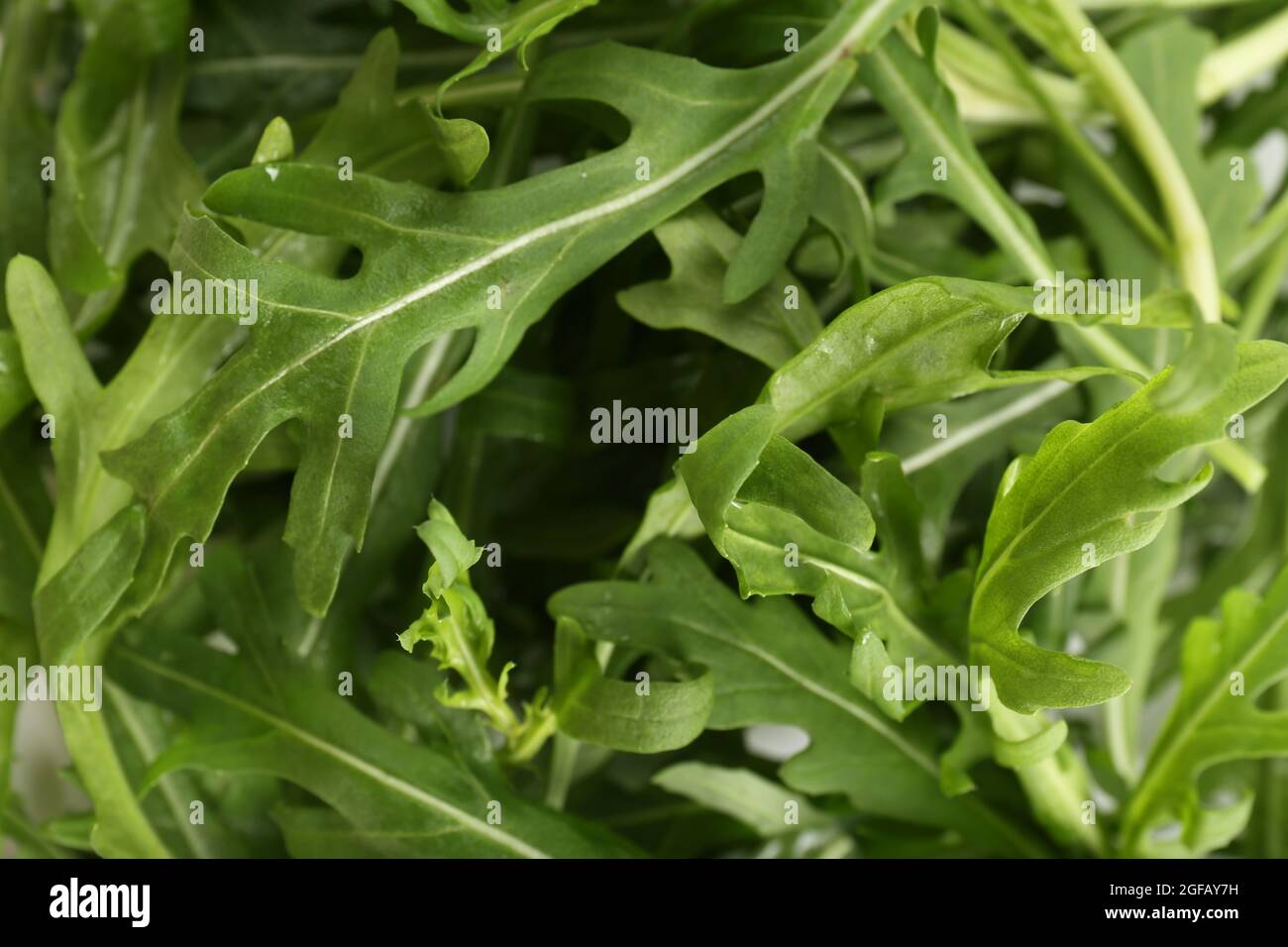 Fresh arugula background Stock Photo - Alamy