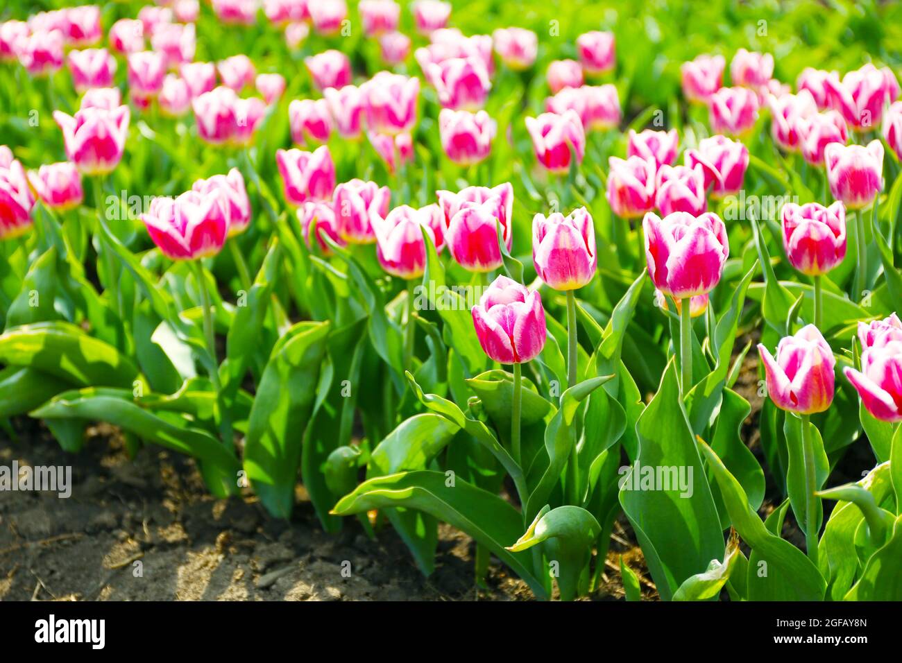 Beautiful colorful tulip fields Stock Photo - Alamy