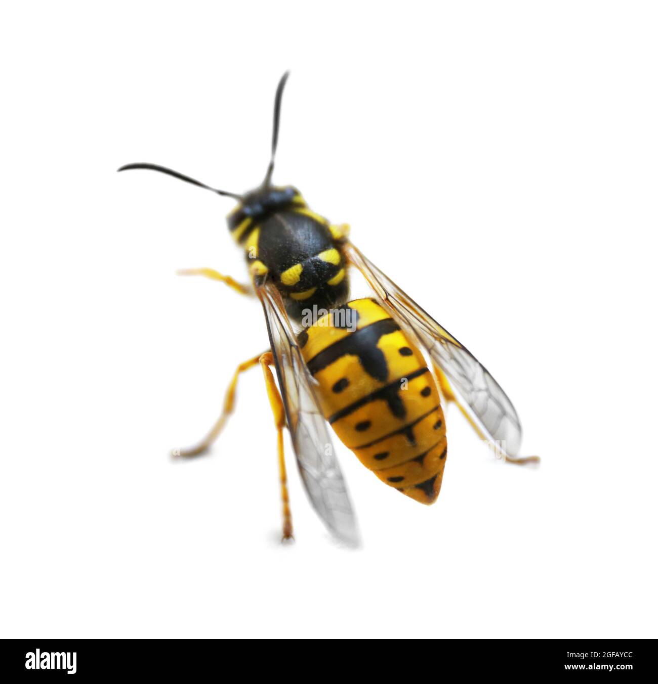 Wasp on white background Stock Photo - Alamy