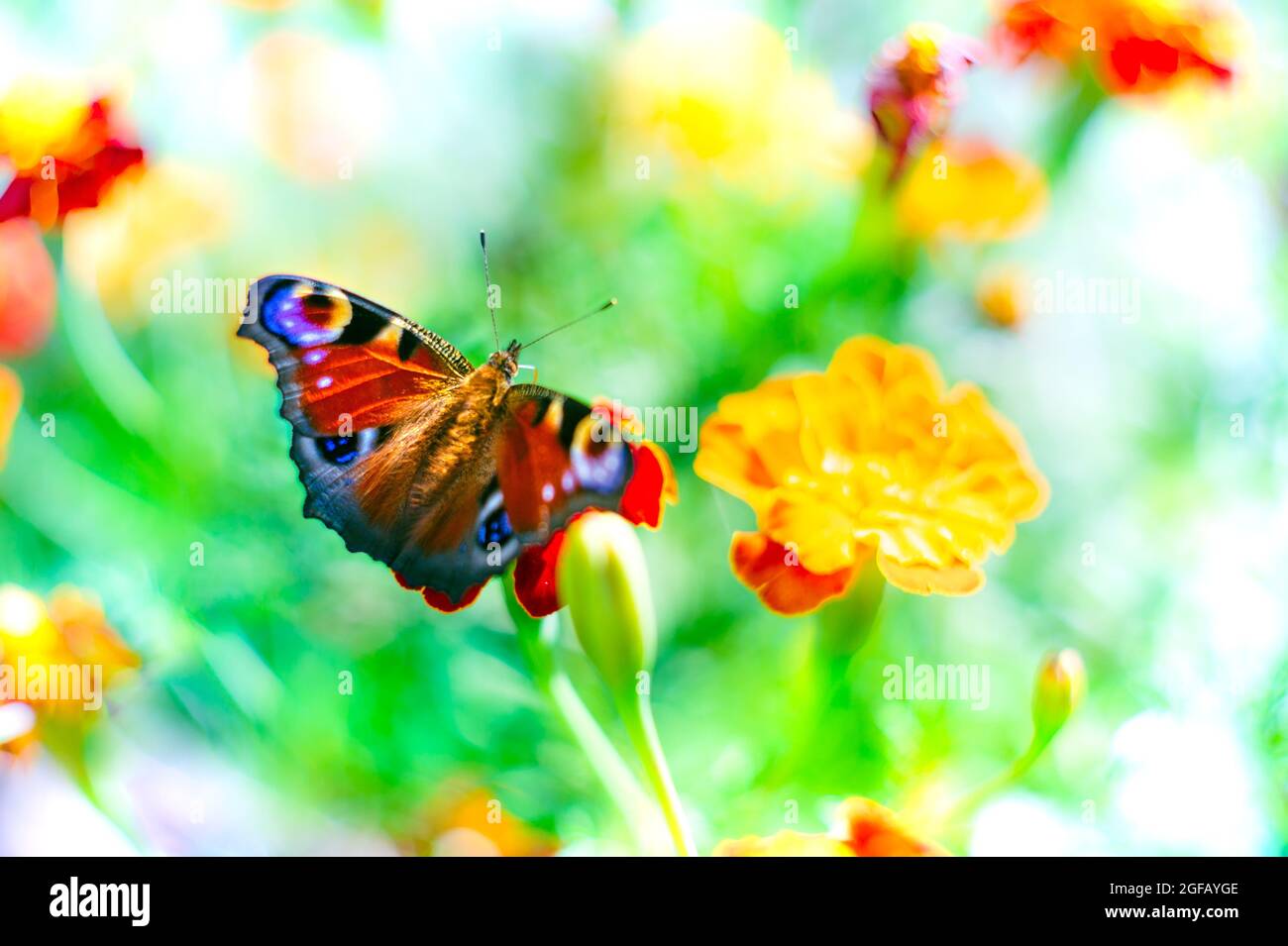 Butterfly over flowers hi-res stock photography and images - Alamy