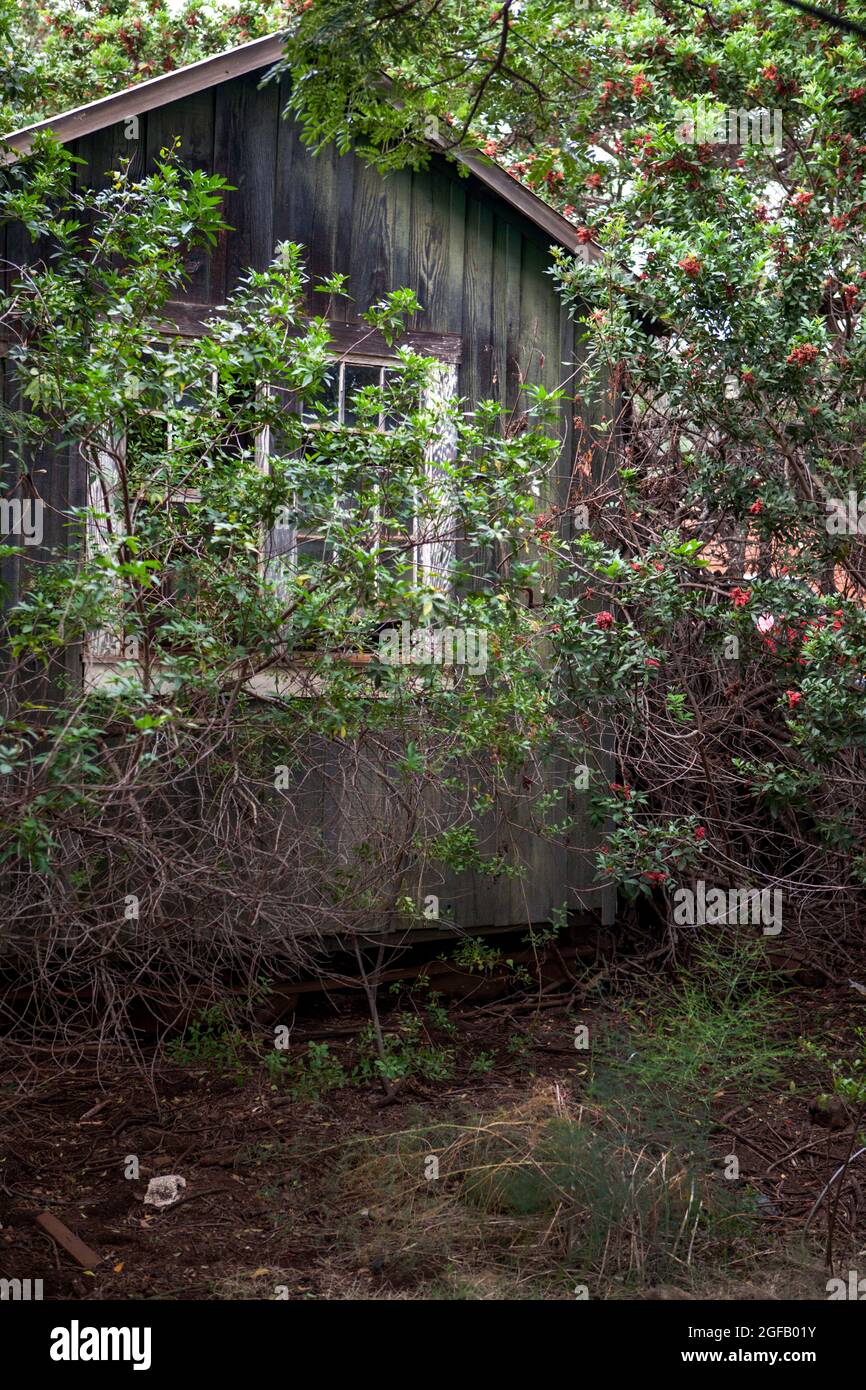 House with forest behind it hi-res stock photography and images - Alamy