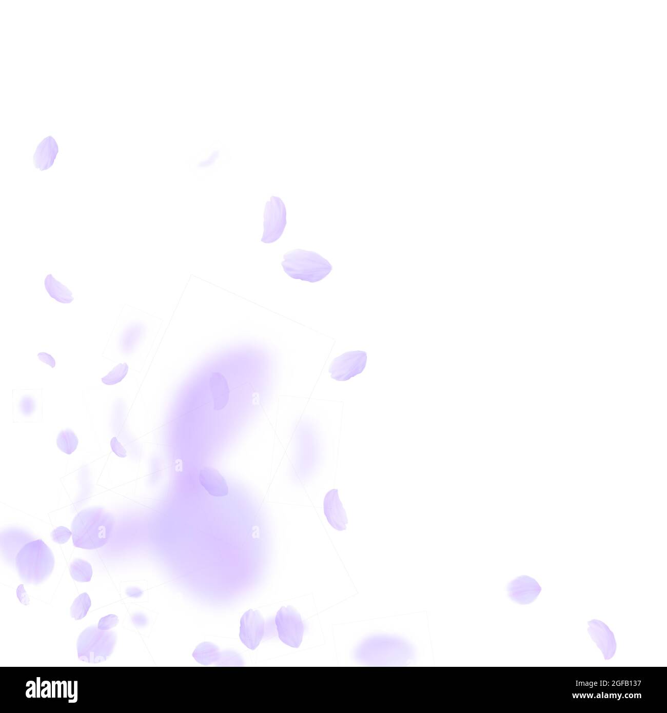 Violet flower petals falling down. Actual romantic flowers corner ...