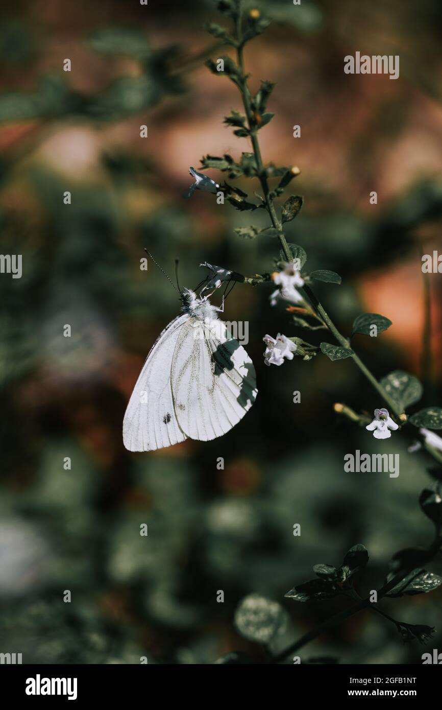 Beautiful butterfly branch flowering hi-res stock photography and ...