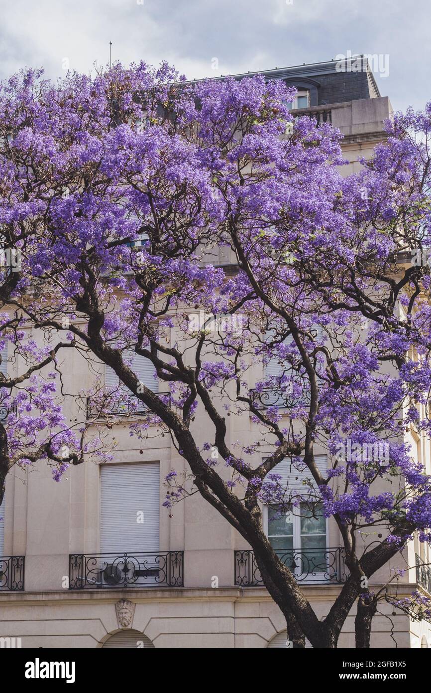 Jacaranda tree palermo hi-res stock photography and images - Alamy