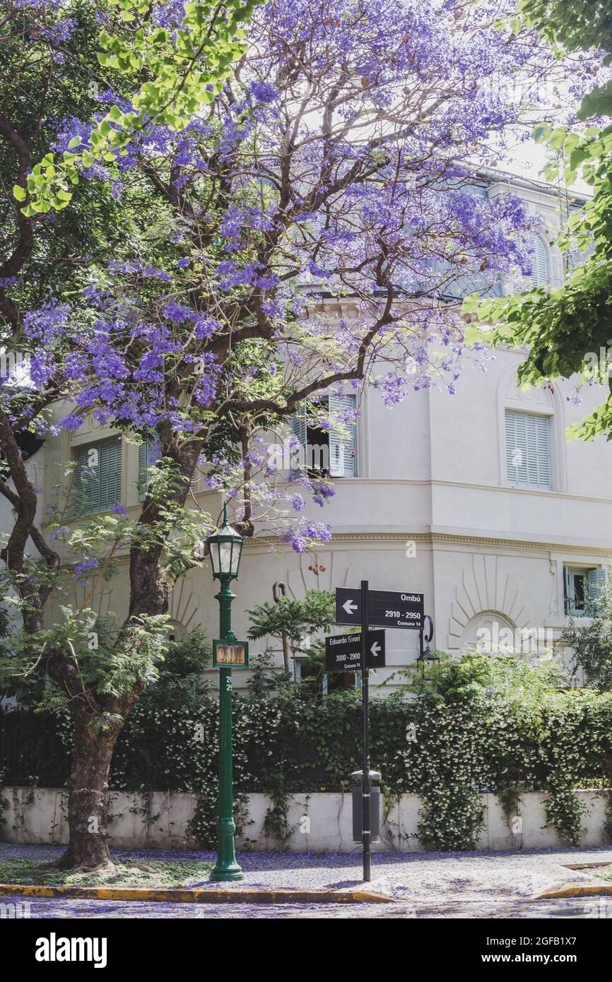 Parque jacaranda hi-res stock photography and images - Alamy