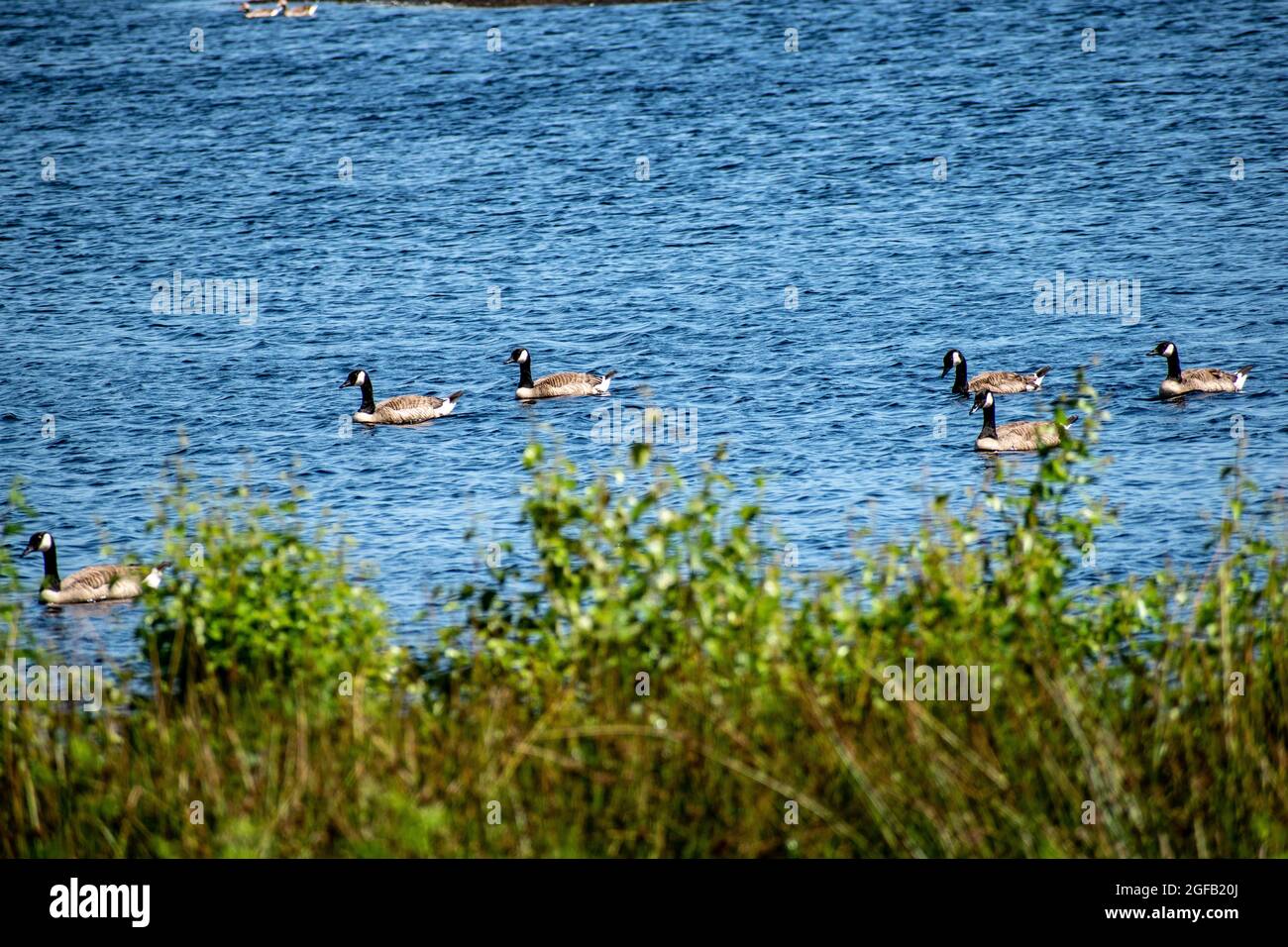 Raft of ducks in the lake in summer Stock Photo - Alamy