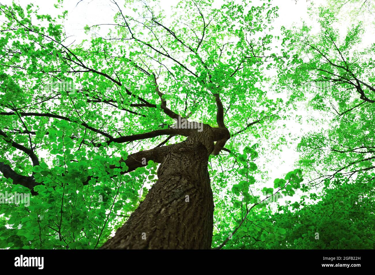 Big green tree on a spring day Stock Photo - Alamy