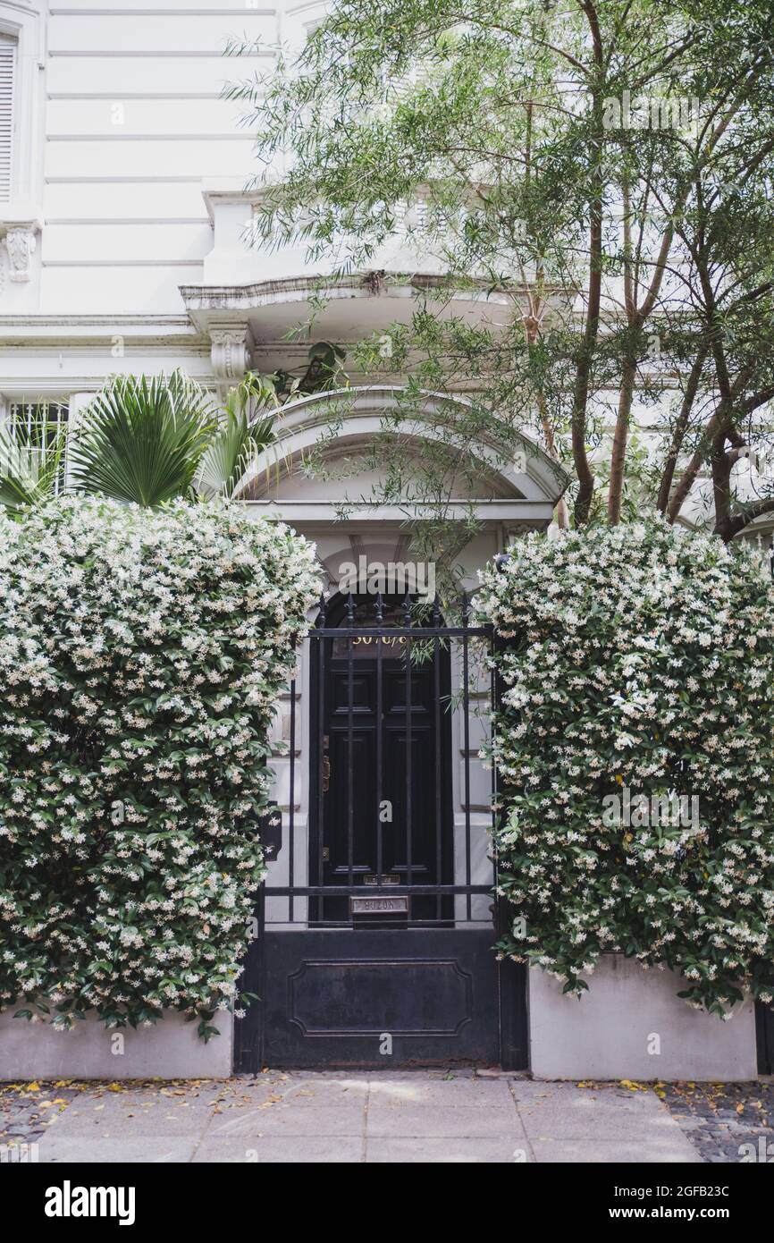 Confederate jasmine trachelospermum jasminoides hi-res stock ...