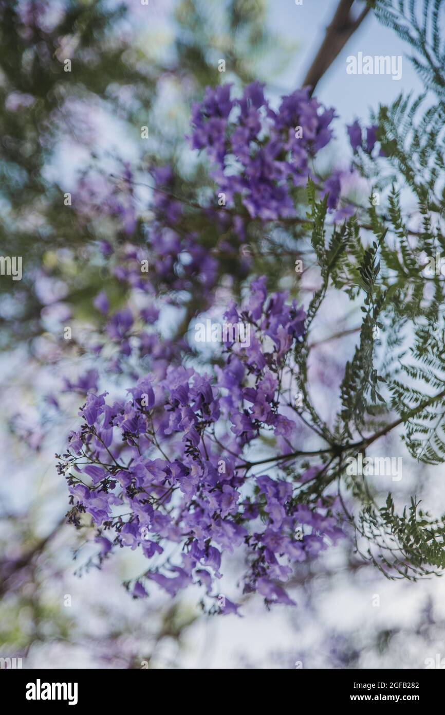 Jacaranda tree palermo hi-res stock photography and images - Alamy