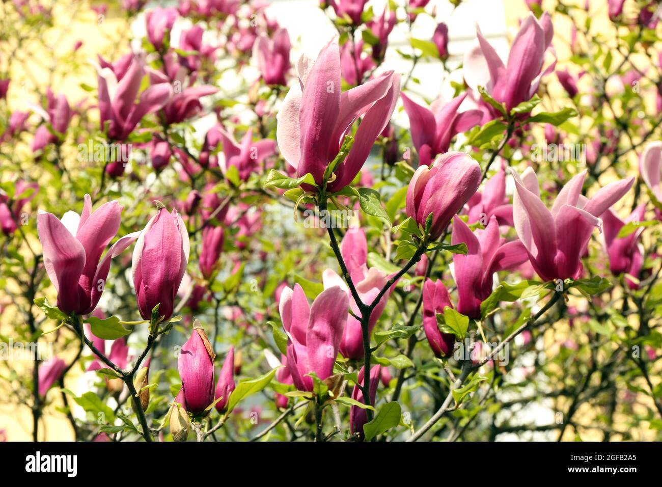 Magnolia tree blossom Stock Photo - Alamy
