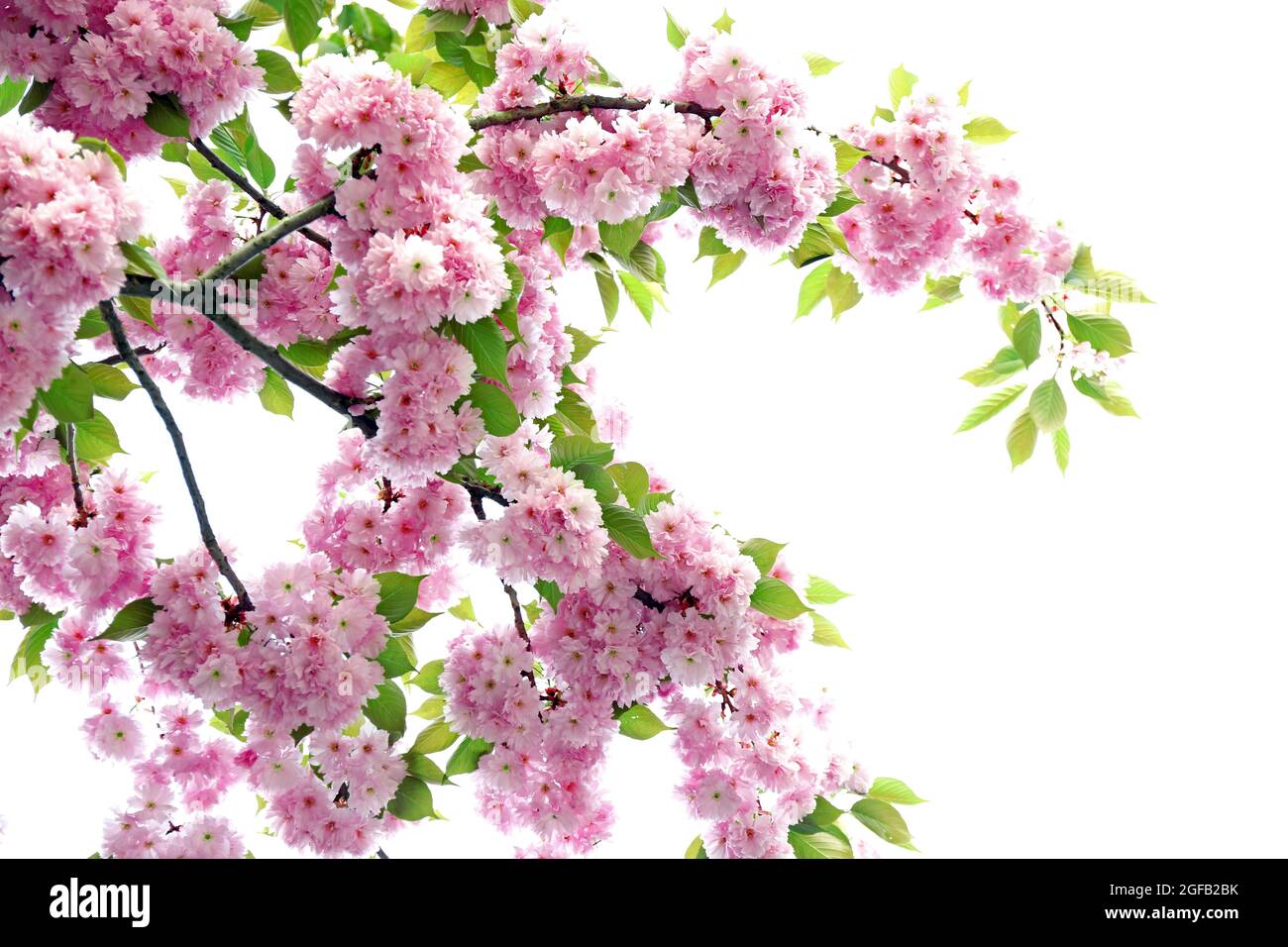 Sakura flowers on a spring day Stock Photo - Alamy