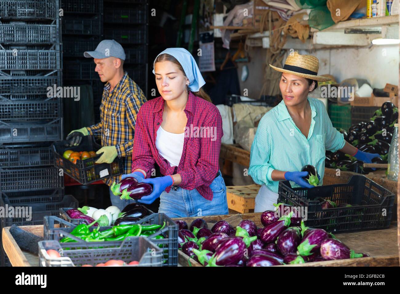 Three workers in vegetable warehouse Stock Photo - Alamy