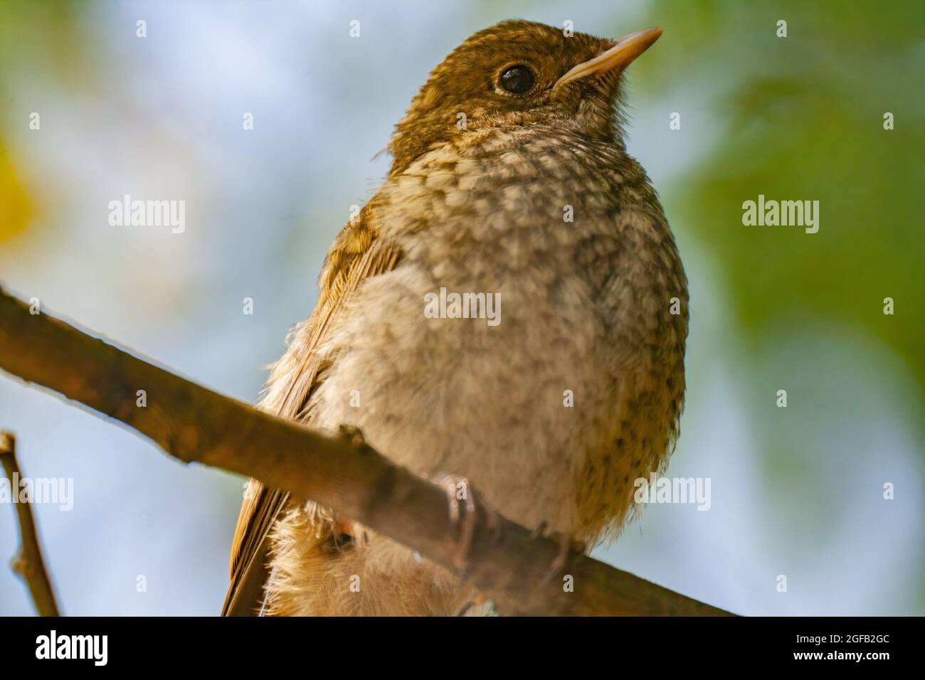Selective focus of the small brown wren bird perching on a branch ...