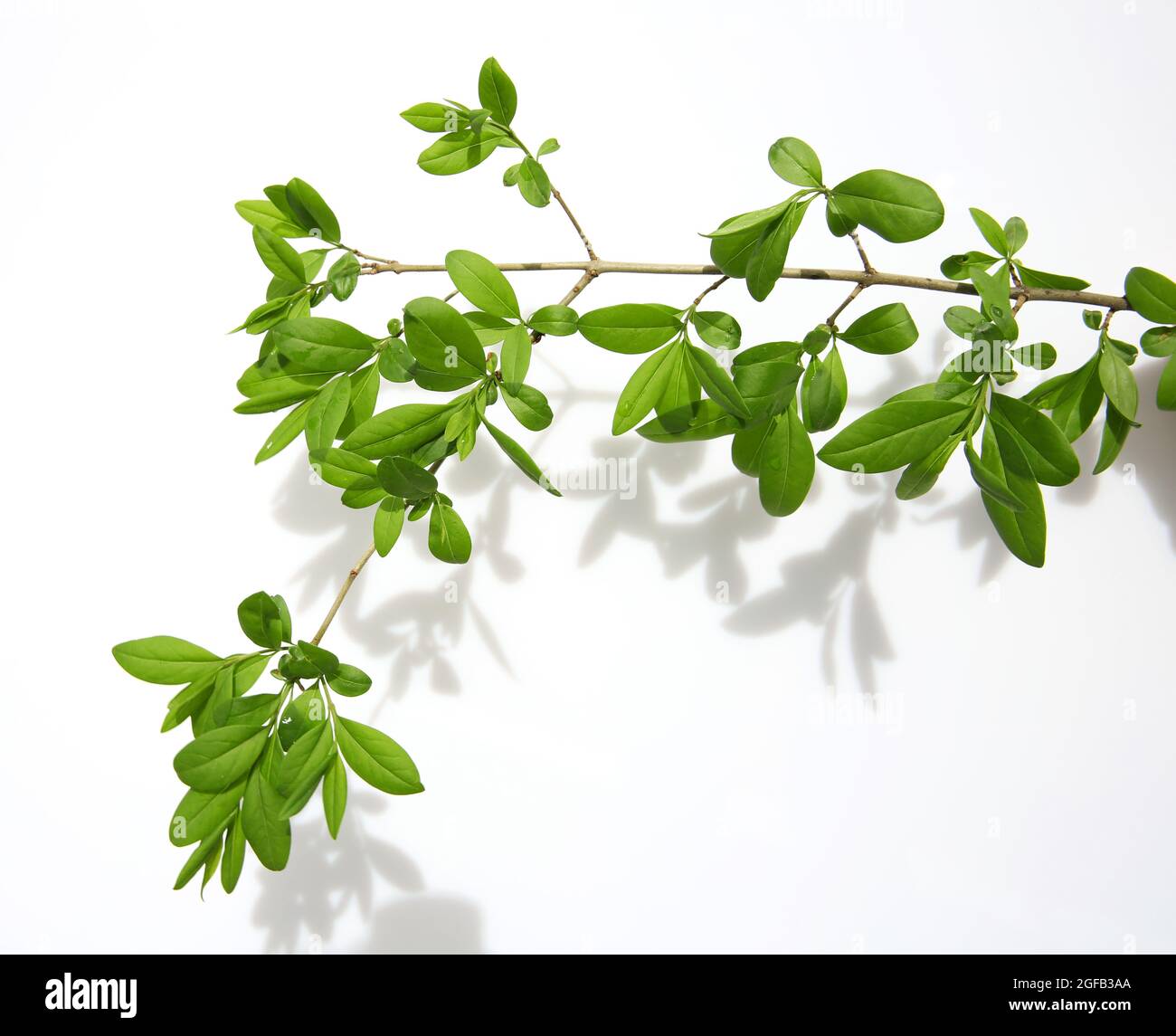 Twig of tree isolated on white Stock Photo - Alamy