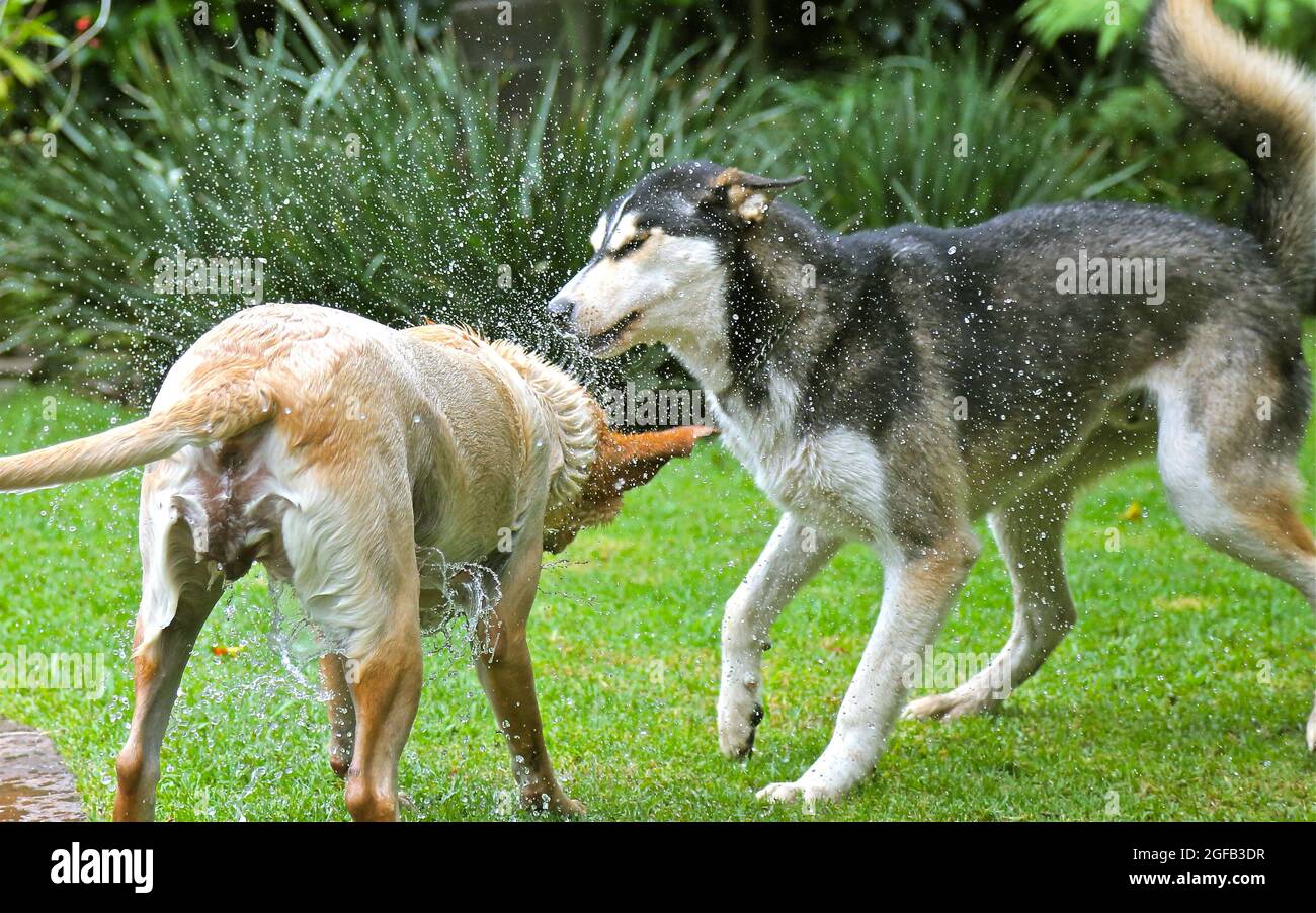 Couple of dogs shaking water from their fur Stock Photo - Alamy