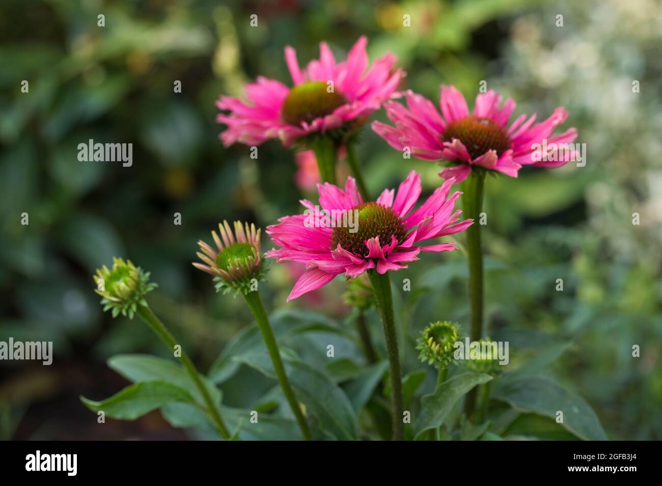 Pink Echinacea - Sunseekers magenta - in flower in a garden in August ...
