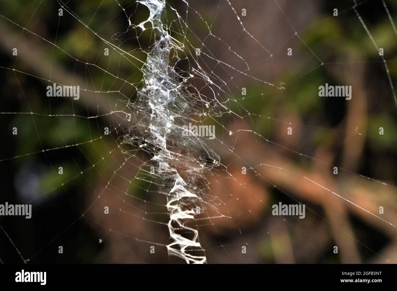 A golden silk orb weaver spiderweb Stock Photo - Alamy