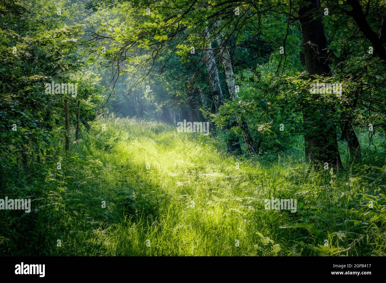 Beautiful bright green forest with shining run rays Stock Photo - Alamy