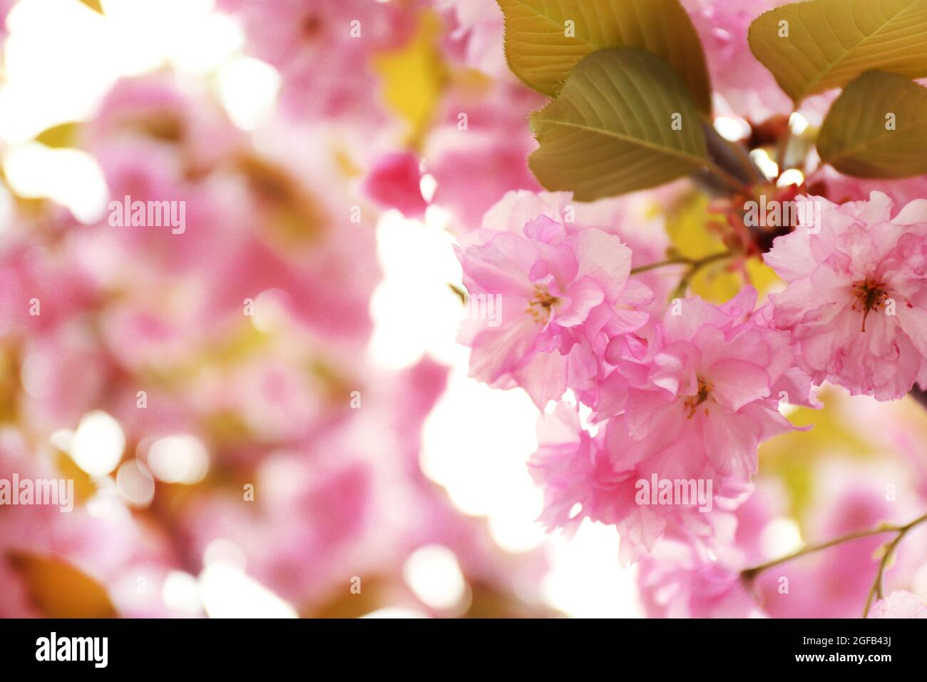 Sakura flowers on a spring day Stock Photo - Alamy