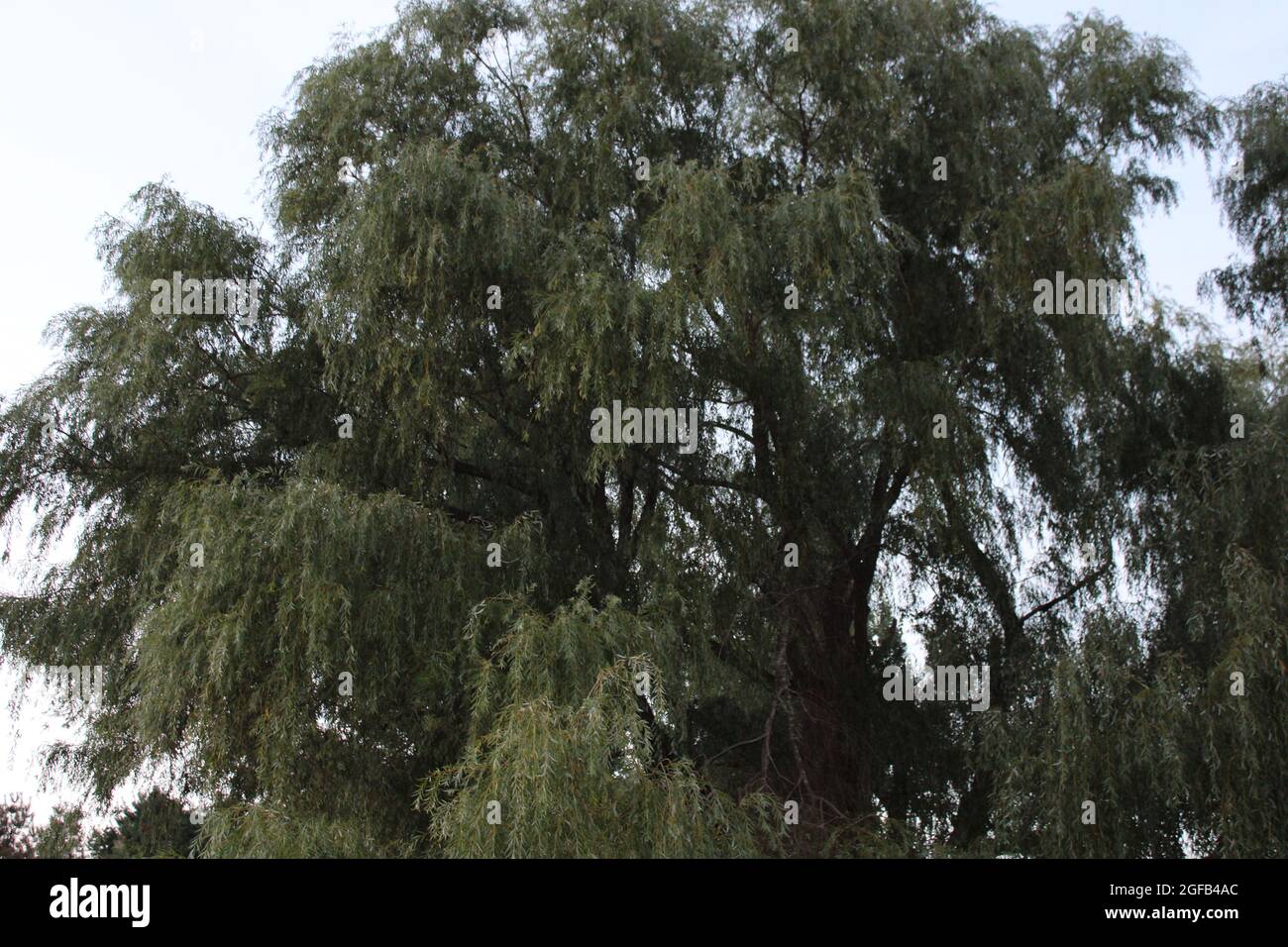 Mature willow tree hi-res stock photography and images - Alamy