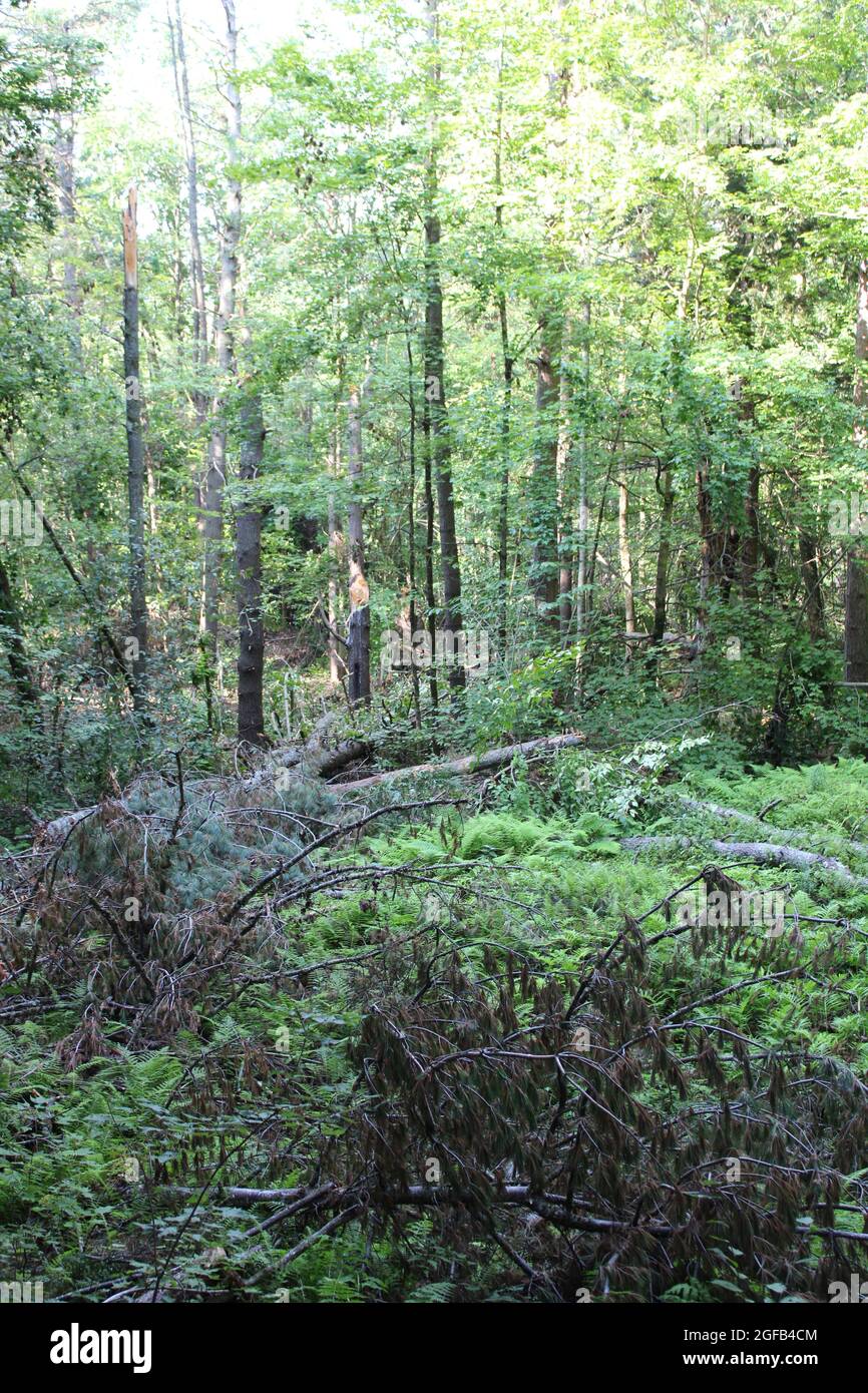 Fallen Trees in an Evergreen Forest Stock Photo - Alamy
