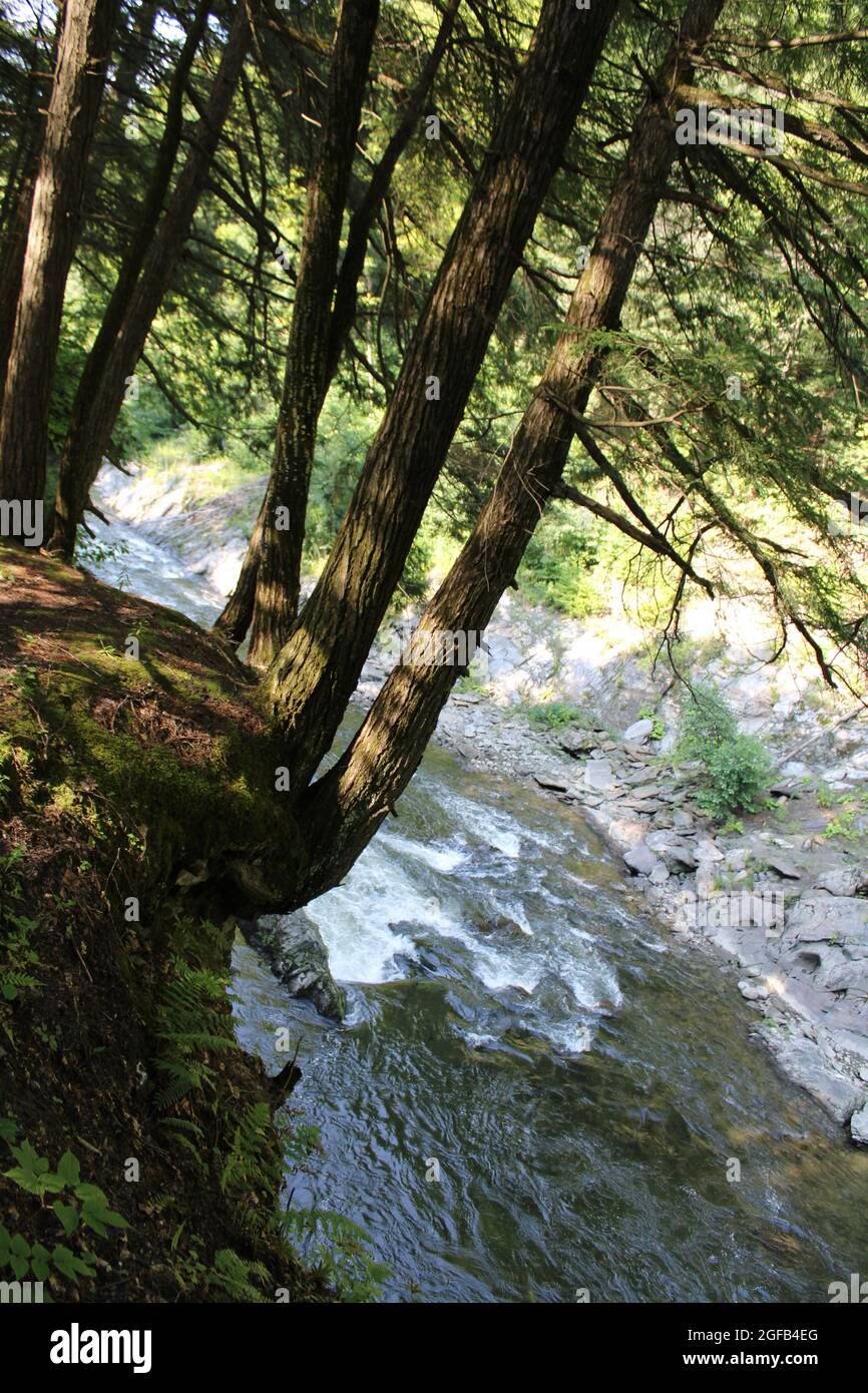 Evergreen Trees Overhanging a Rushing River Stock Photo - Alamy