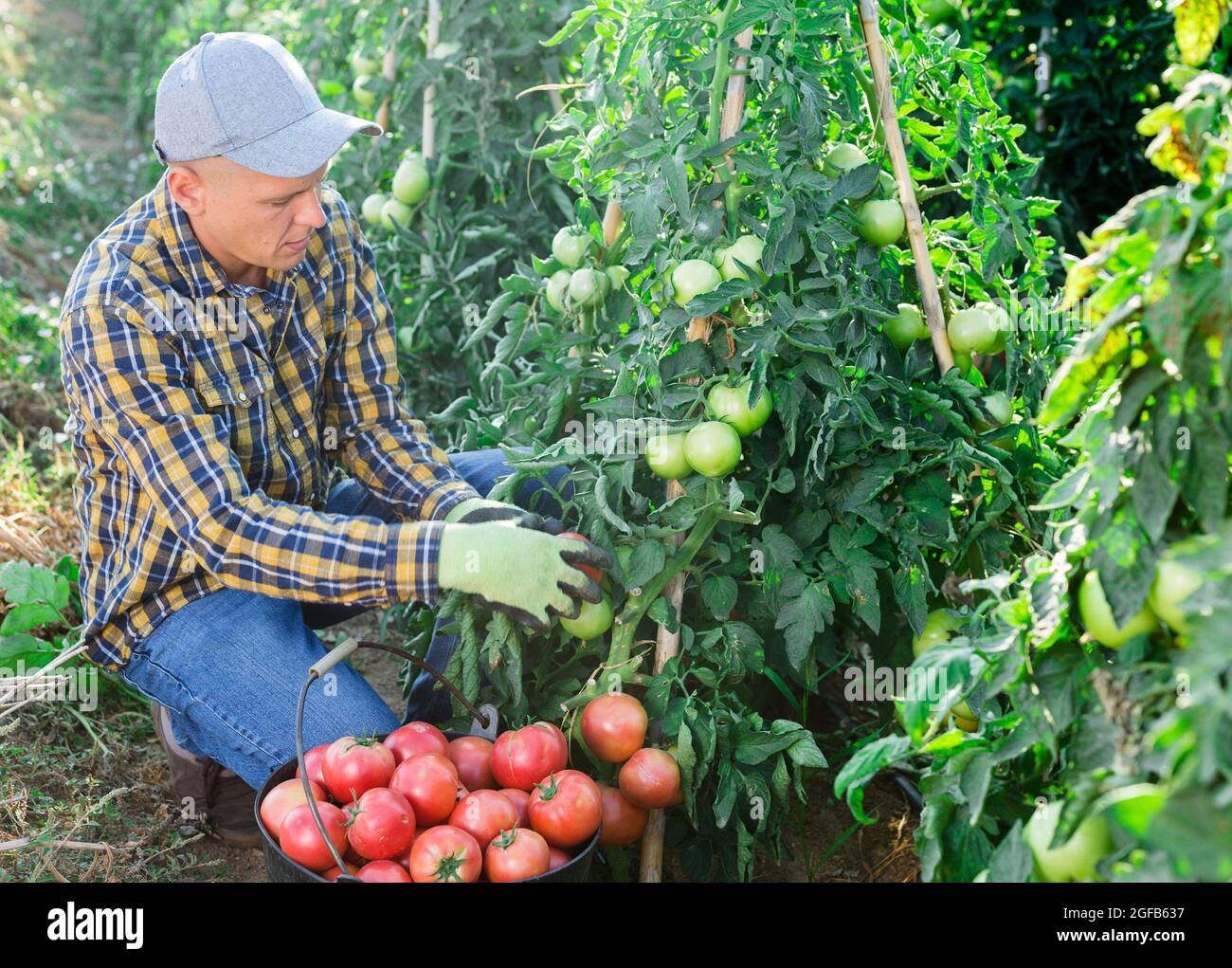 Farm worker gathering crop of pink tomatoes on vegetable plantation ...