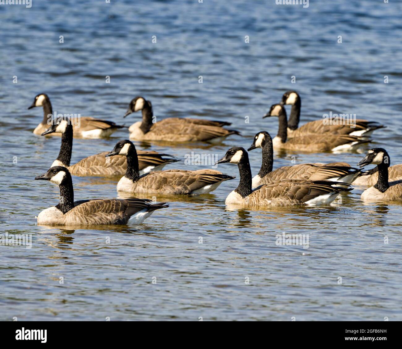 Migratory birds ontario hi-res stock photography and images - Alamy