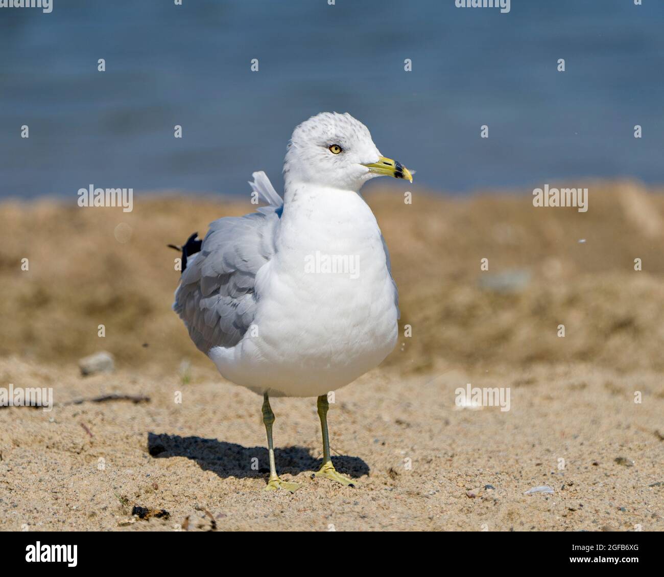 Seagull close-up profile view standing in sand by with blur water ...