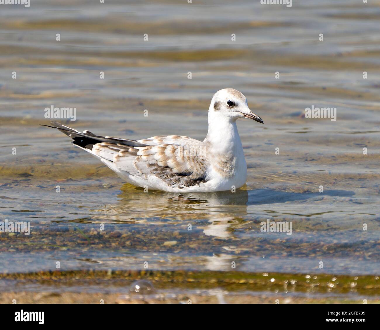Seagull side view bird portrait and picture hi-res stock photography ...