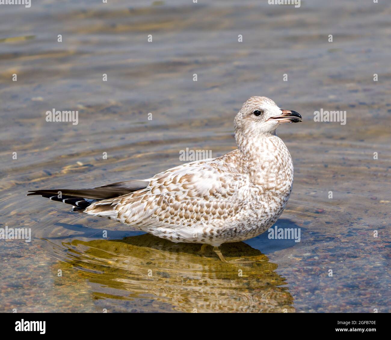 Seagull spectacle bird image hi-res stock photography and images - Alamy