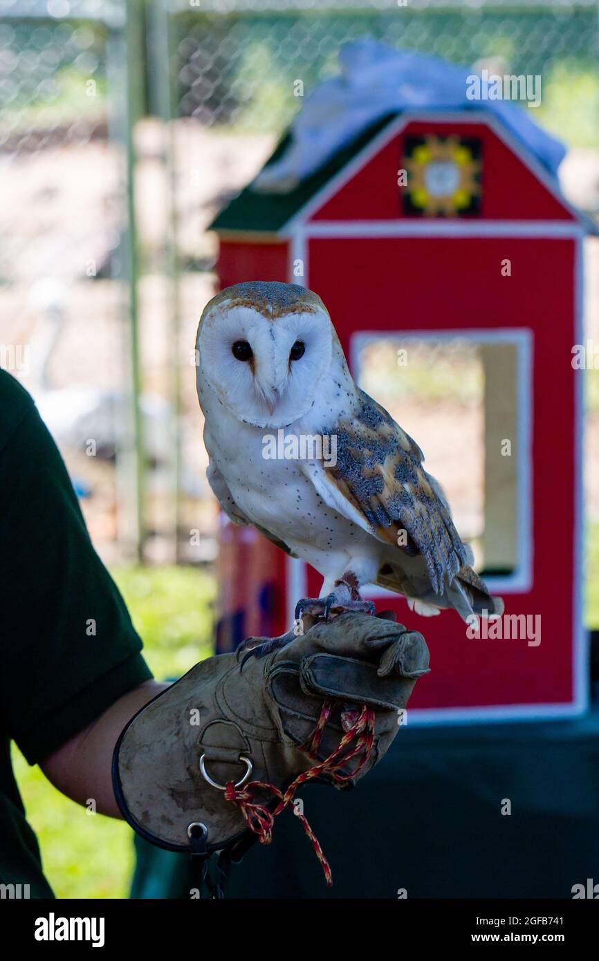 Antigo, Wisconsin, USA, August 14, 2021: barn owl (Tyto alba) at Raptor ...