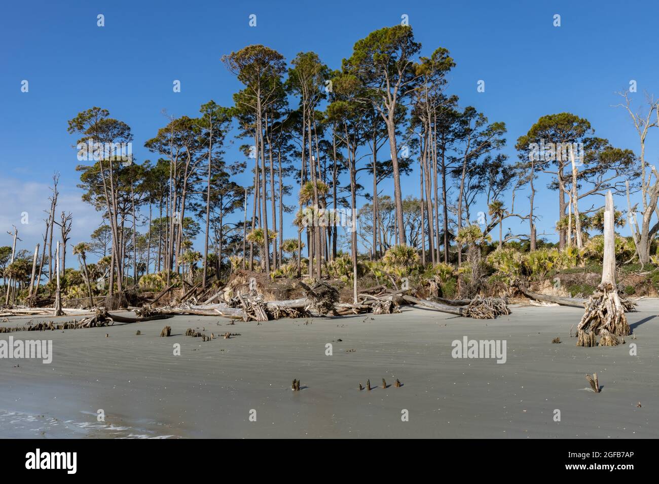Tall pine and palmetto palm trees along the edge of a sandy beach, many ...