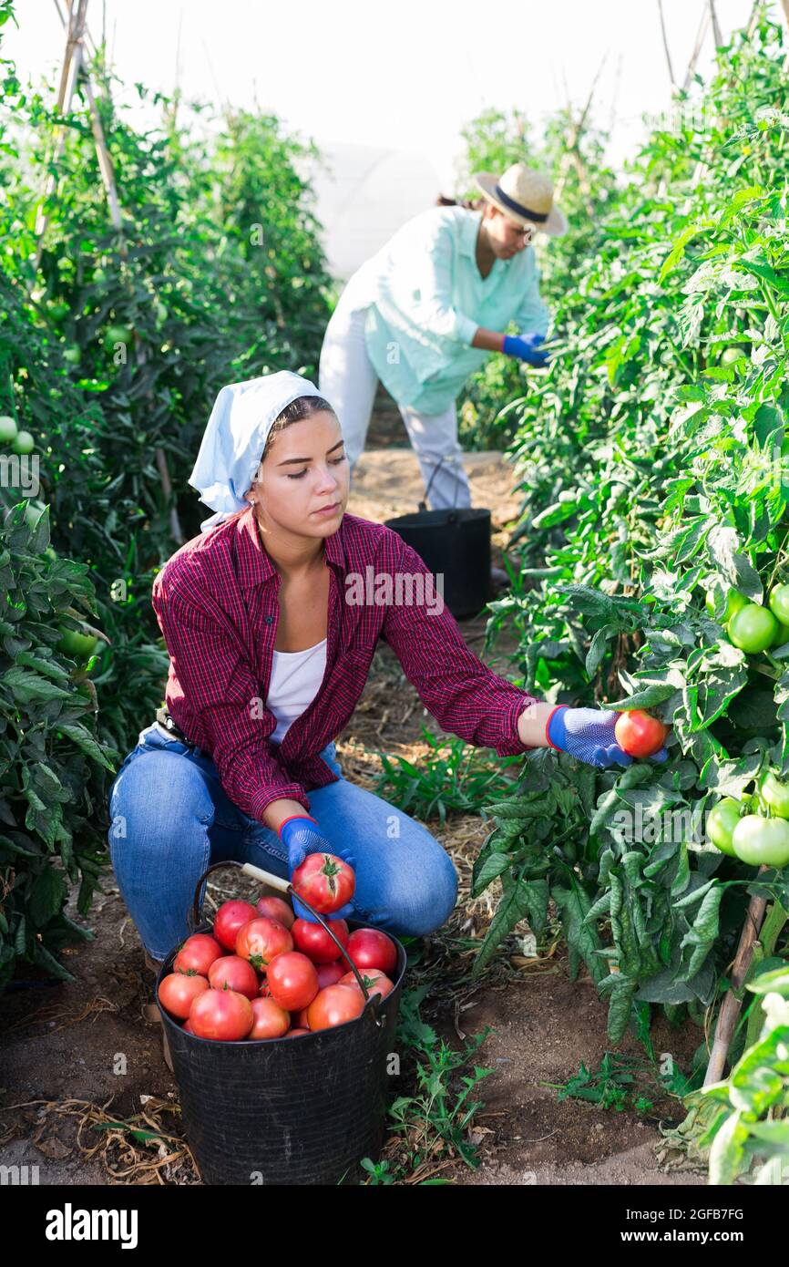 Tomato picker hi-res stock photography and images - Alamy