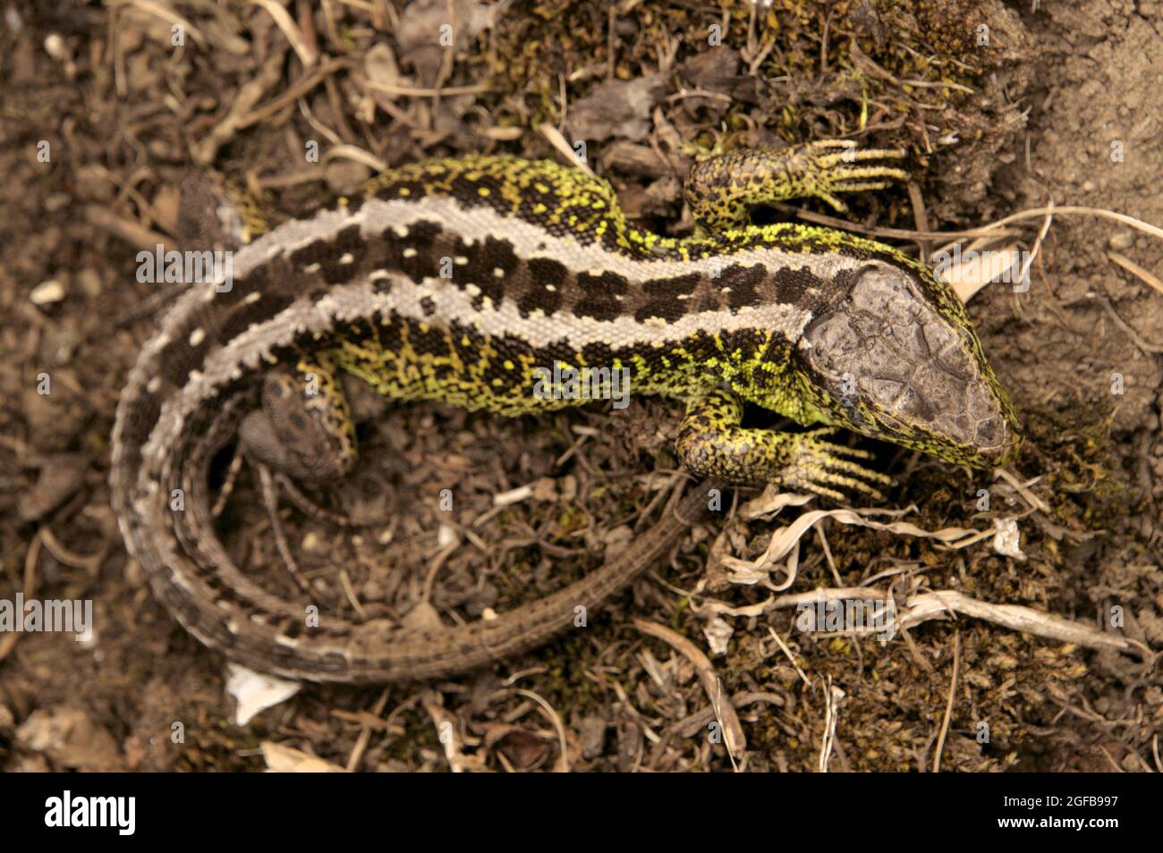 Sand lizard male (Lacerta agilis) basking in sunlight, Swiss area of ...